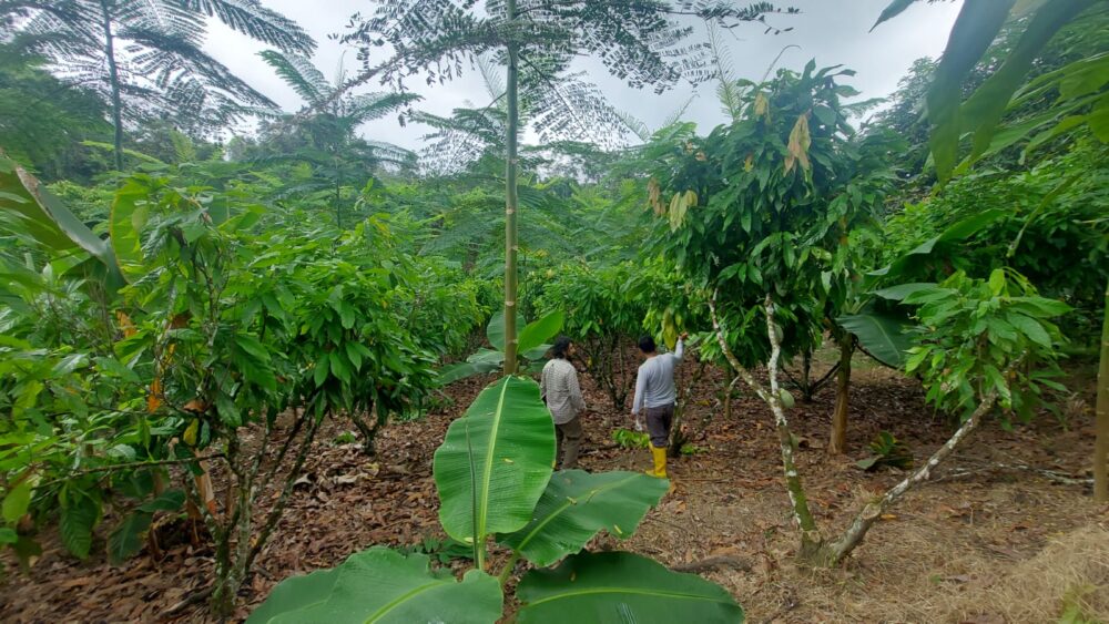 Consortium including ofi ingredients delivers Ecuadorian sustainable ...
