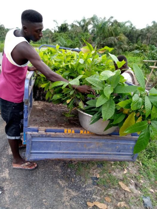 Focus: Exploring a year in the life of a new cocoa farm in Ghana ...