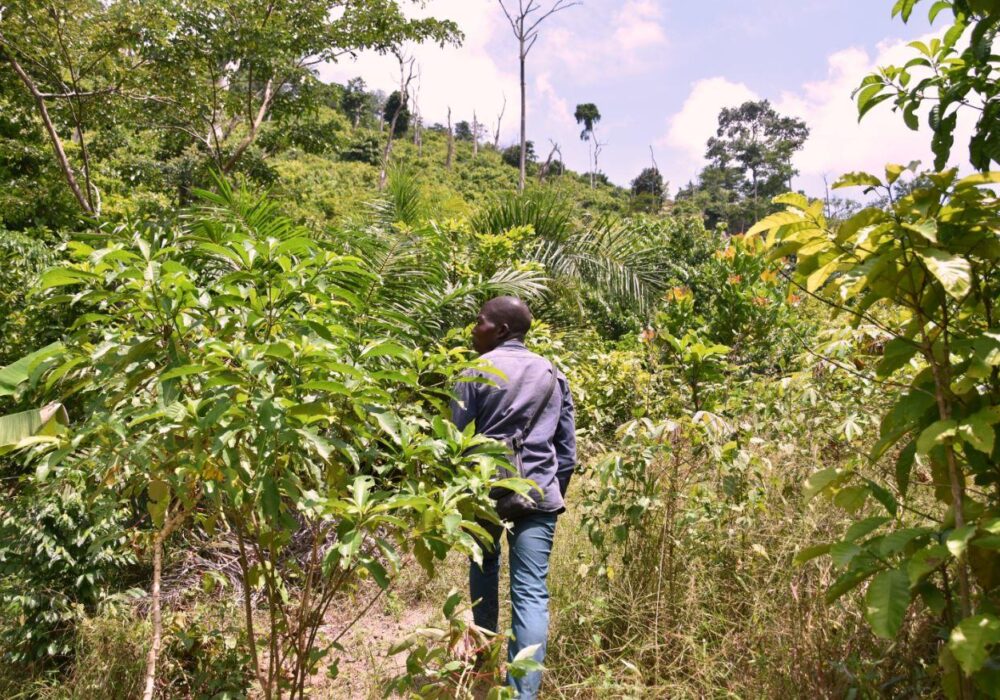 Mars Wrigley unveils latest Cocoa for Generations report highlighting ...
