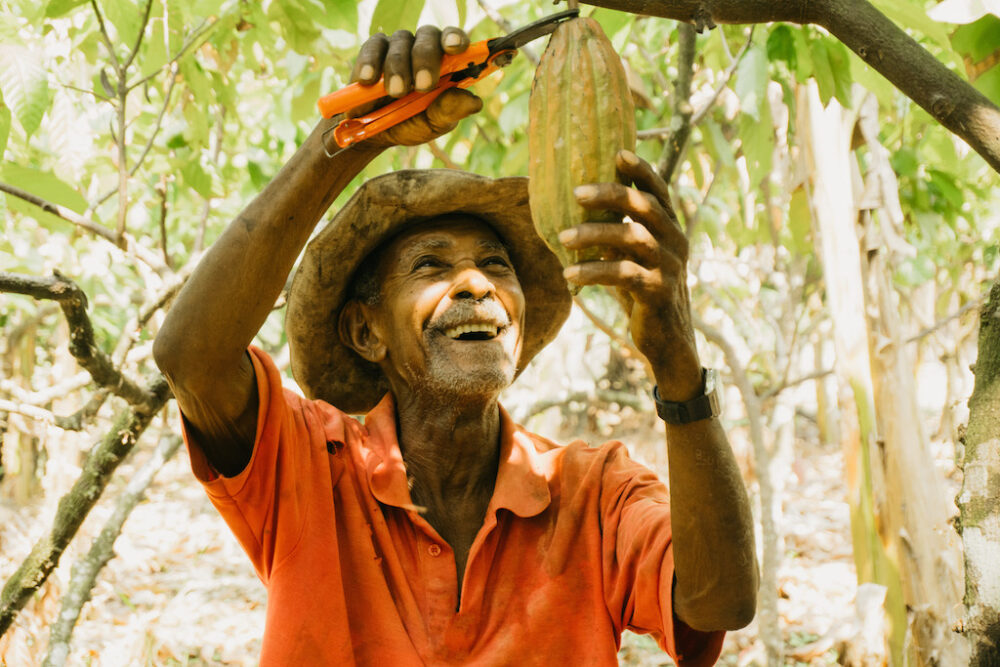 Focus: Luker Chocolate's Cacao Effect project records Colombian success ...