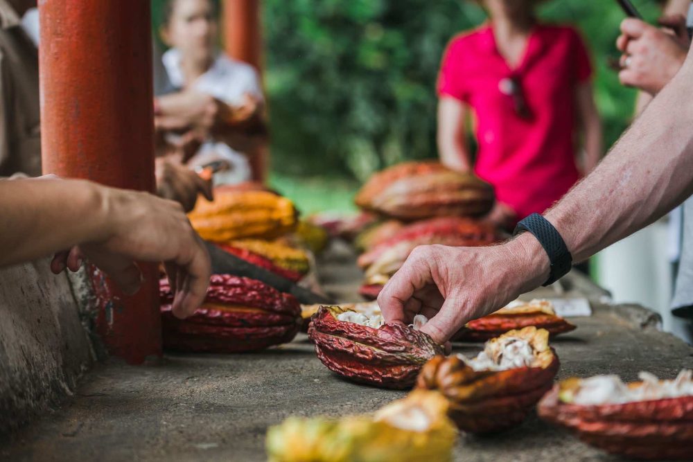 Casa Luker joins Colombian government in cocoa production initiative ...