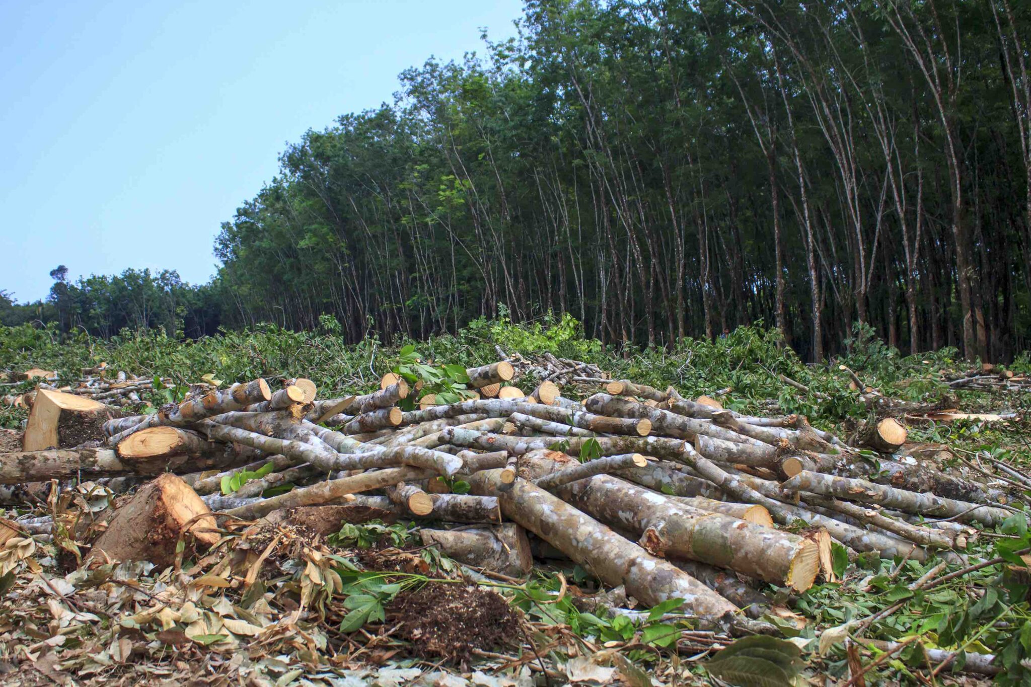 Caobisco issues plea to EU Commission president on EUDR deforestation ...