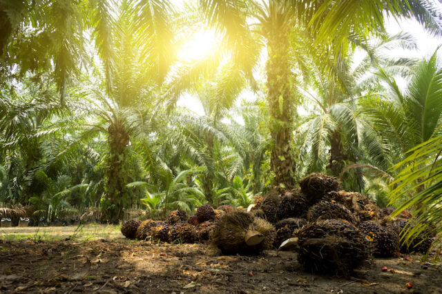 Cargill begins work on $200 million Indonesian palm oil processing ...