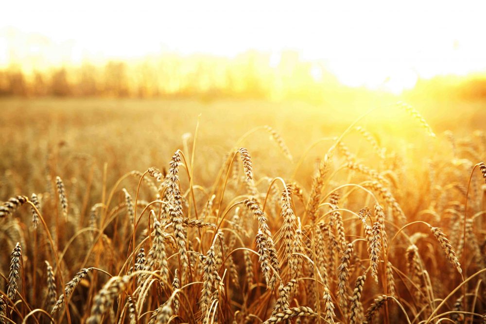 Sustainable wheat scheme from Mondelēz targets 100% of its EU biscuit ...